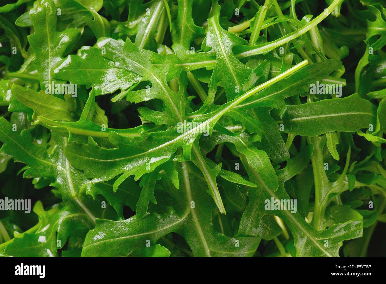 fresh rucola leaves backgrounds Stock Photo - Alamy