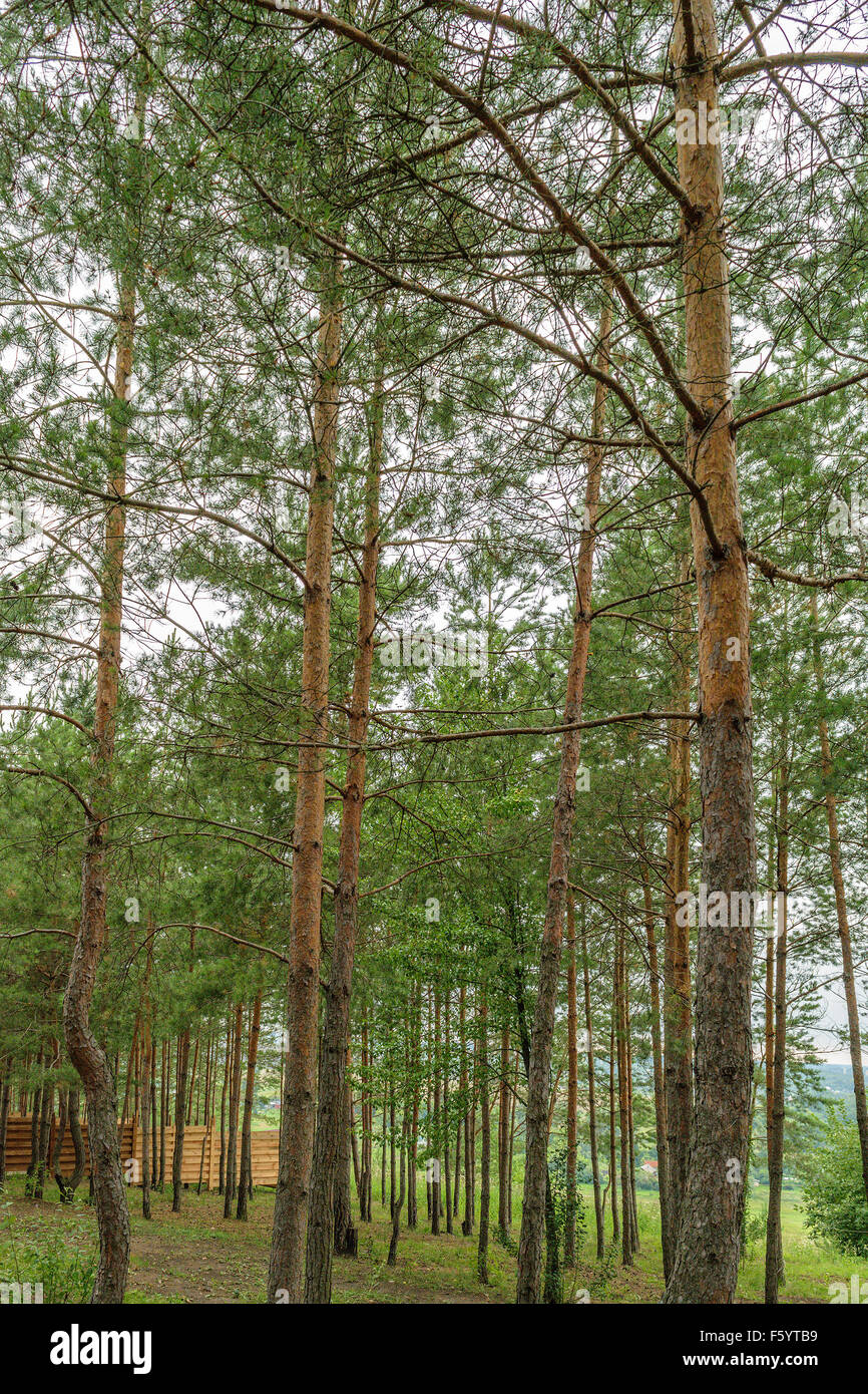 Pinewood tree hi-res stock photography and images - Alamy