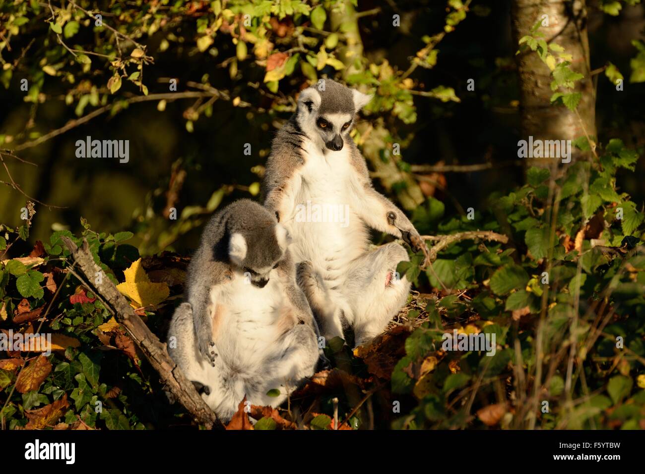 Lemurs couple hi-res stock photography and images - Alamy