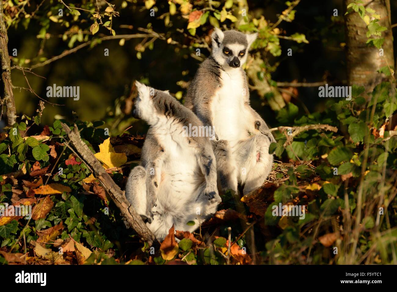 A lemur couple perched in the tree Stock Photo - Alamy