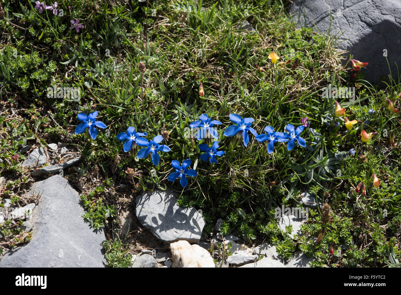 Gentiana verna, Spring Gentian, growing on Monte Perdido, Pyrenees ...