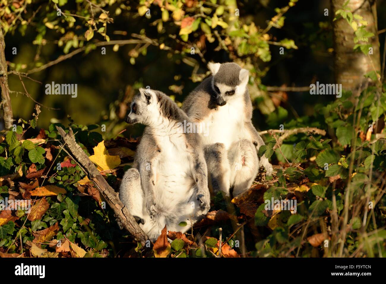 A lemur couple perched in the tree Stock Photo - Alamy