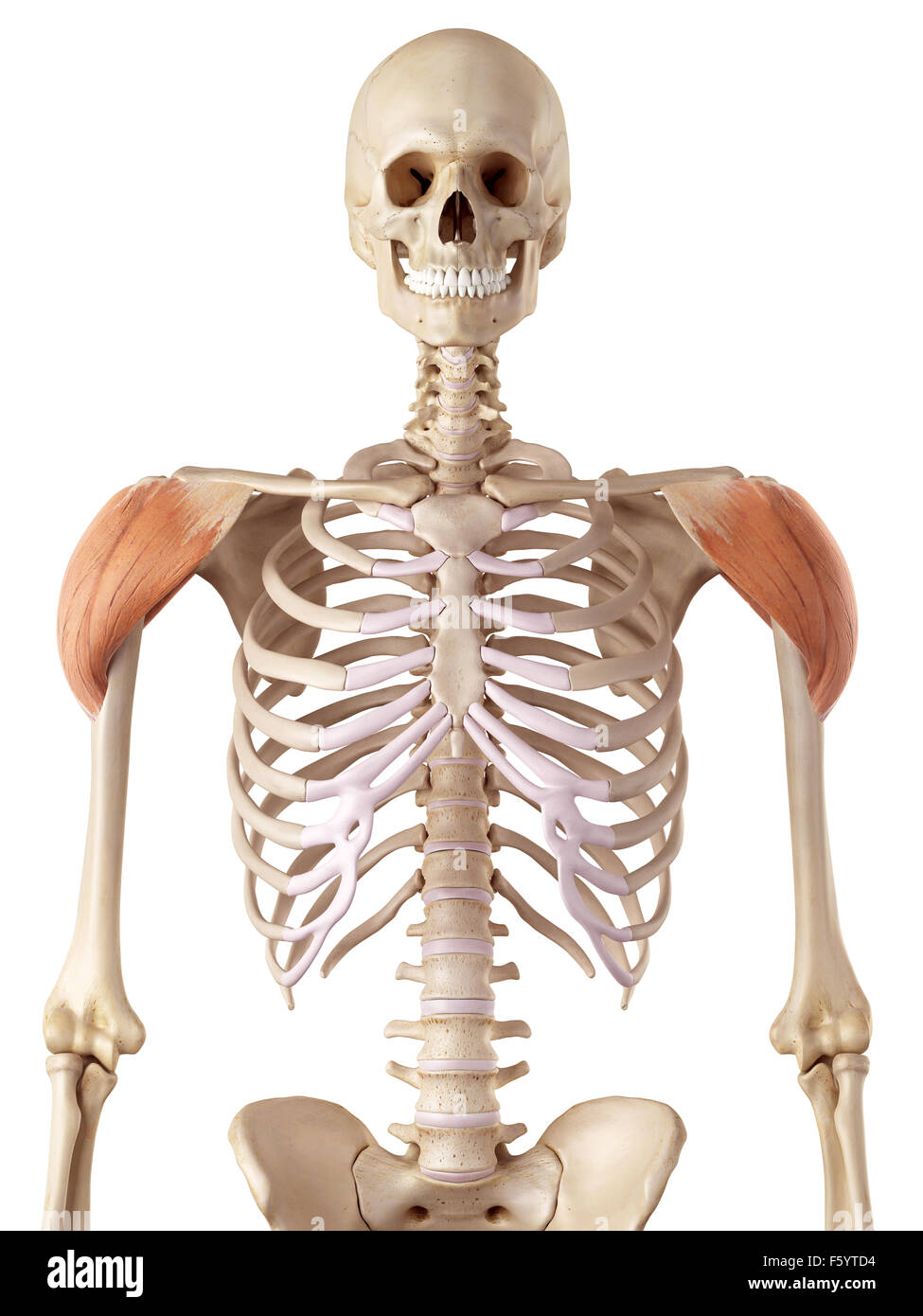Deltoid hi-res stock photography and images - Alamy