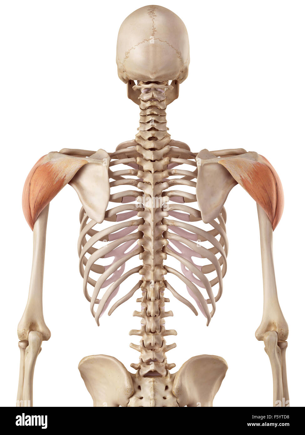 Posterior Deltoid Muscle