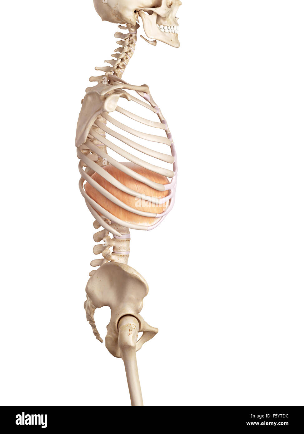 medical accurate illustration of the diaphragm Stock Photo - Alamy