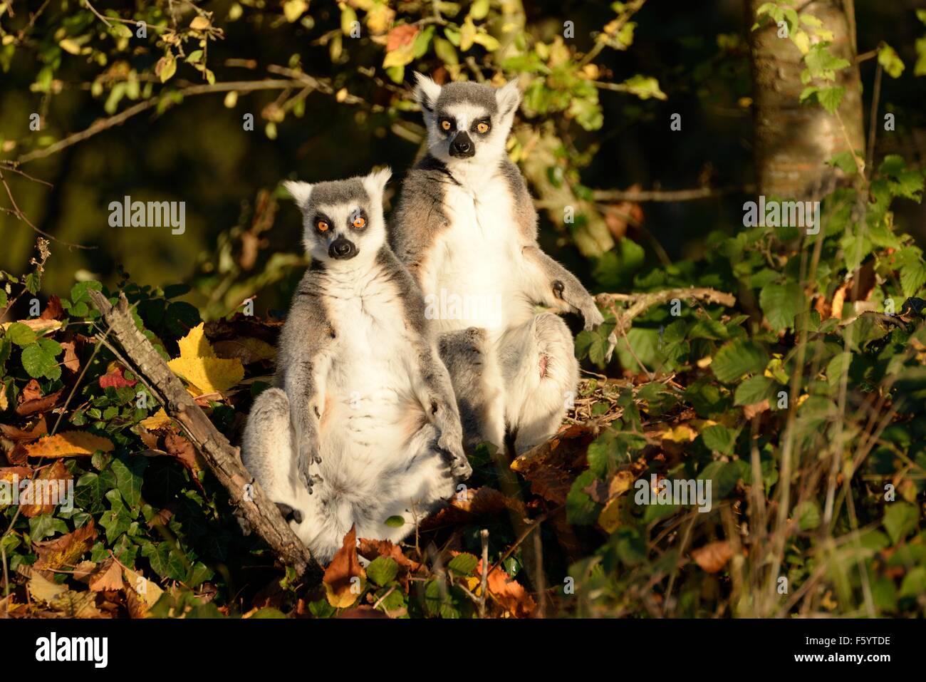 Lemurs couple hi-res stock photography and images - Alamy