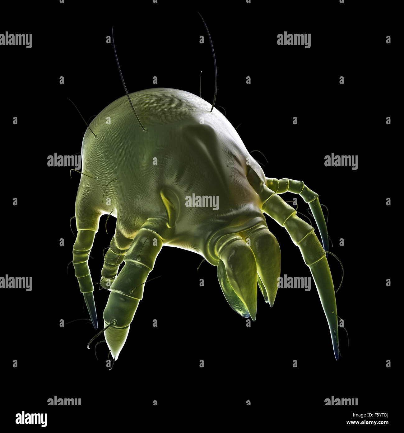 medically accurate illustration of a dust mite Stock Photo - Alamy