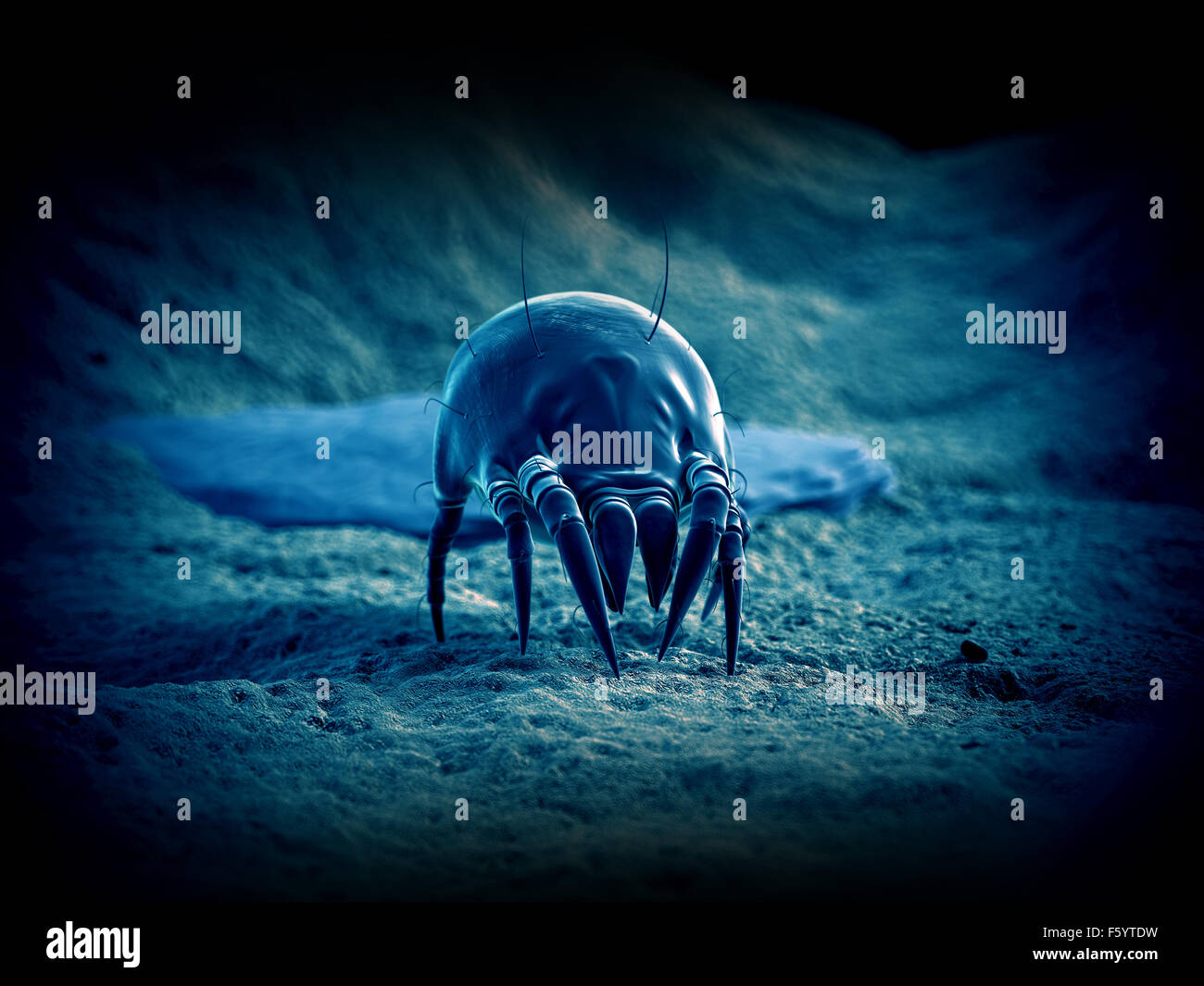 scientific illustration of a common dust mite Stock Photo - Alamy