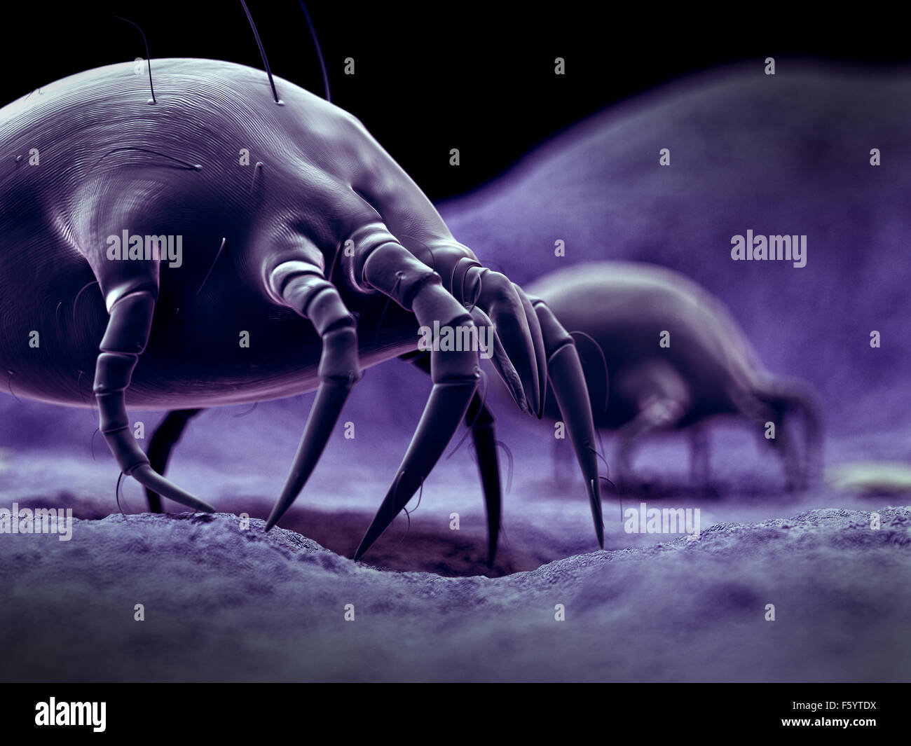 scientific illustration of a common dust mite Stock Photo - Alamy