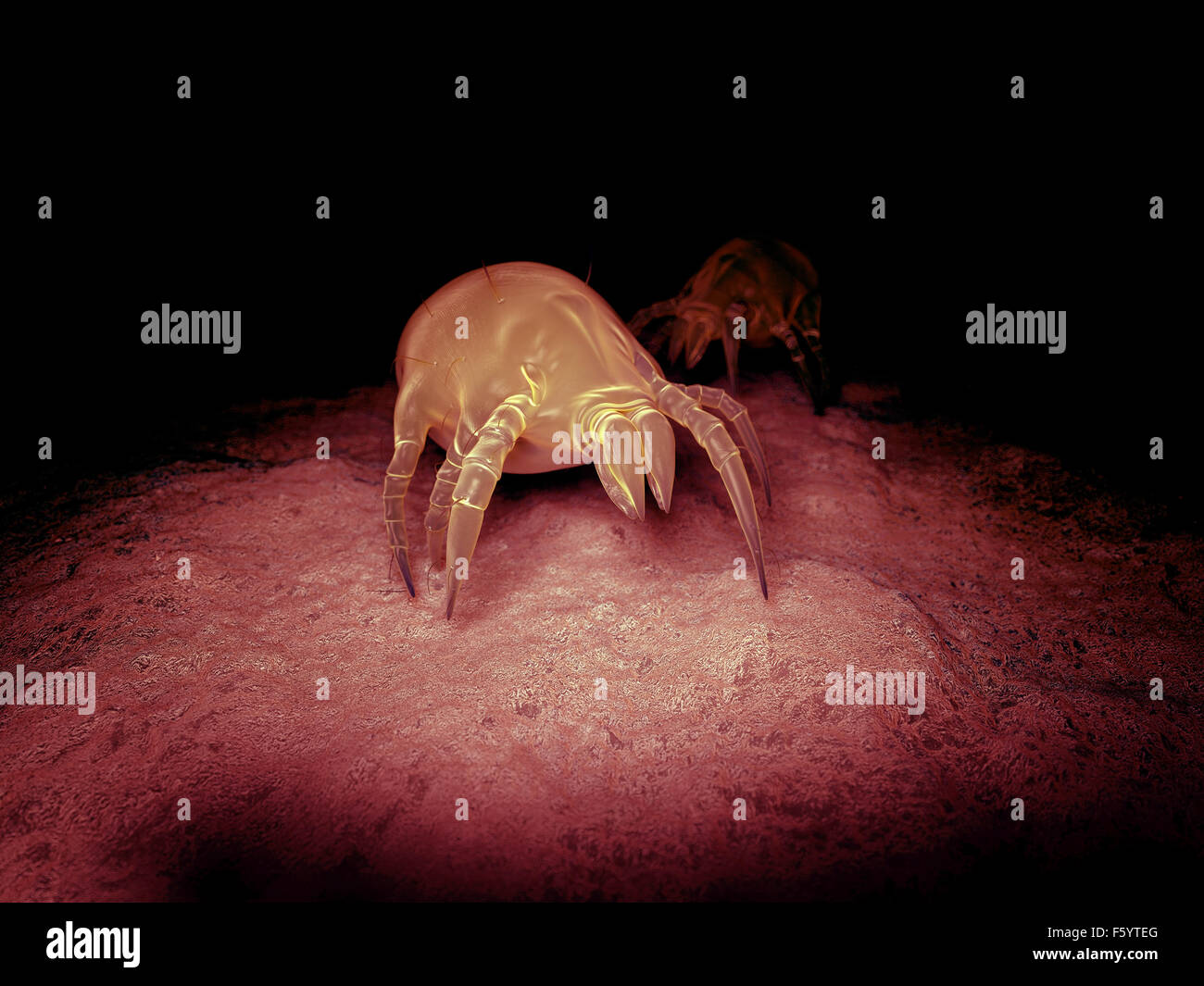 scientific illustration of a common dust mite Stock Photo - Alamy