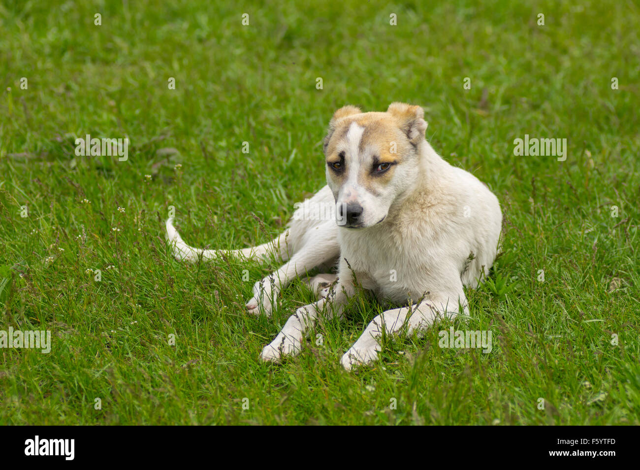 Sad spring hi-res stock photography and images - Alamy