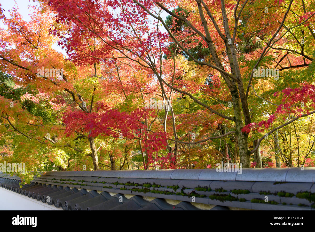 Red and yellow autumn leaves in a Japanese Garden Stock Photo - Alamy