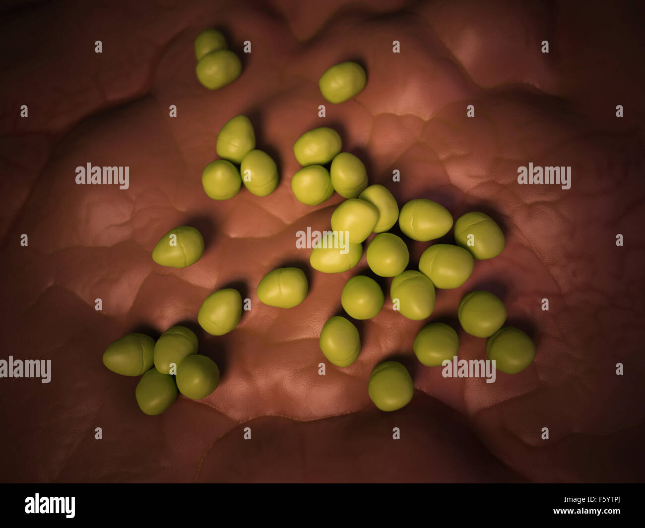 Enterococcus bacteria hi-res stock photography and images - Alamy