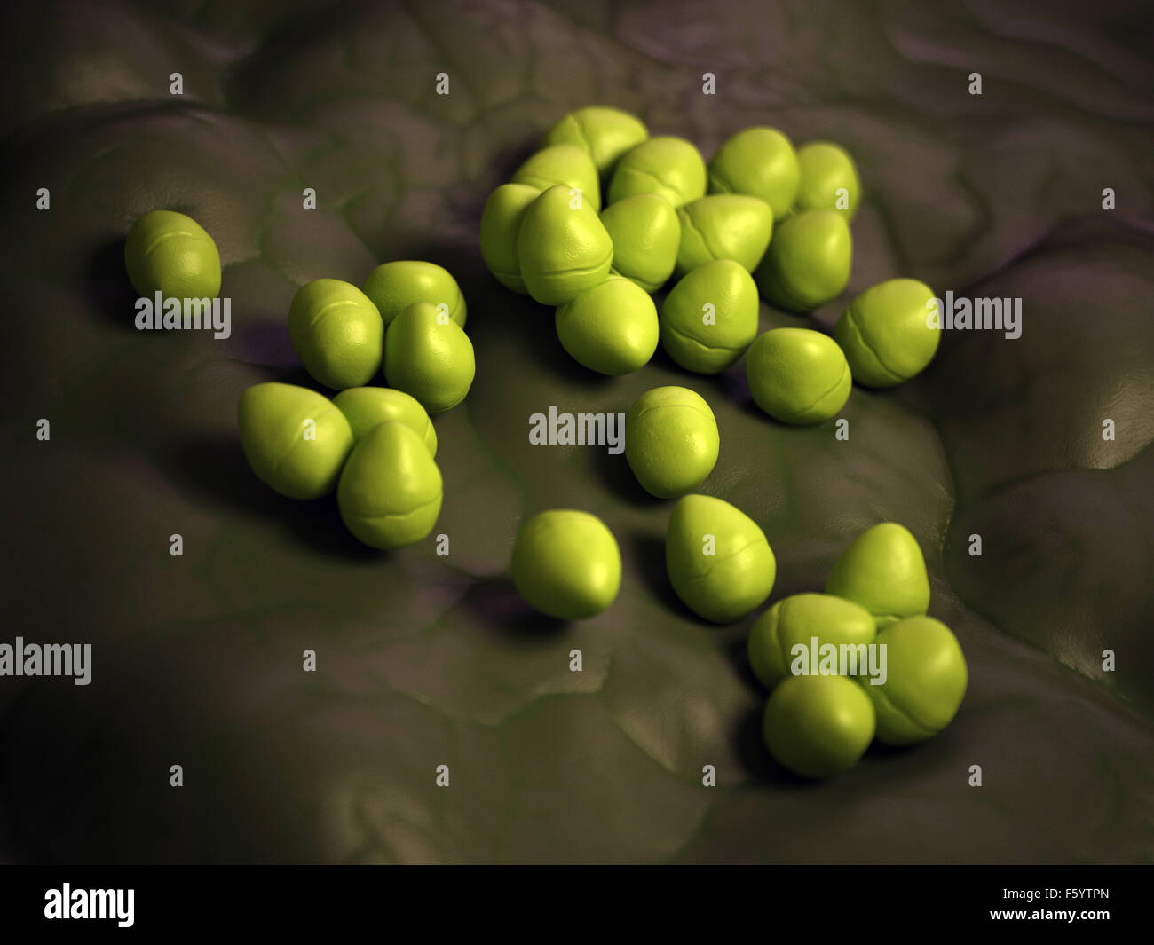 Enterococcus bacteria hi-res stock photography and images - Alamy