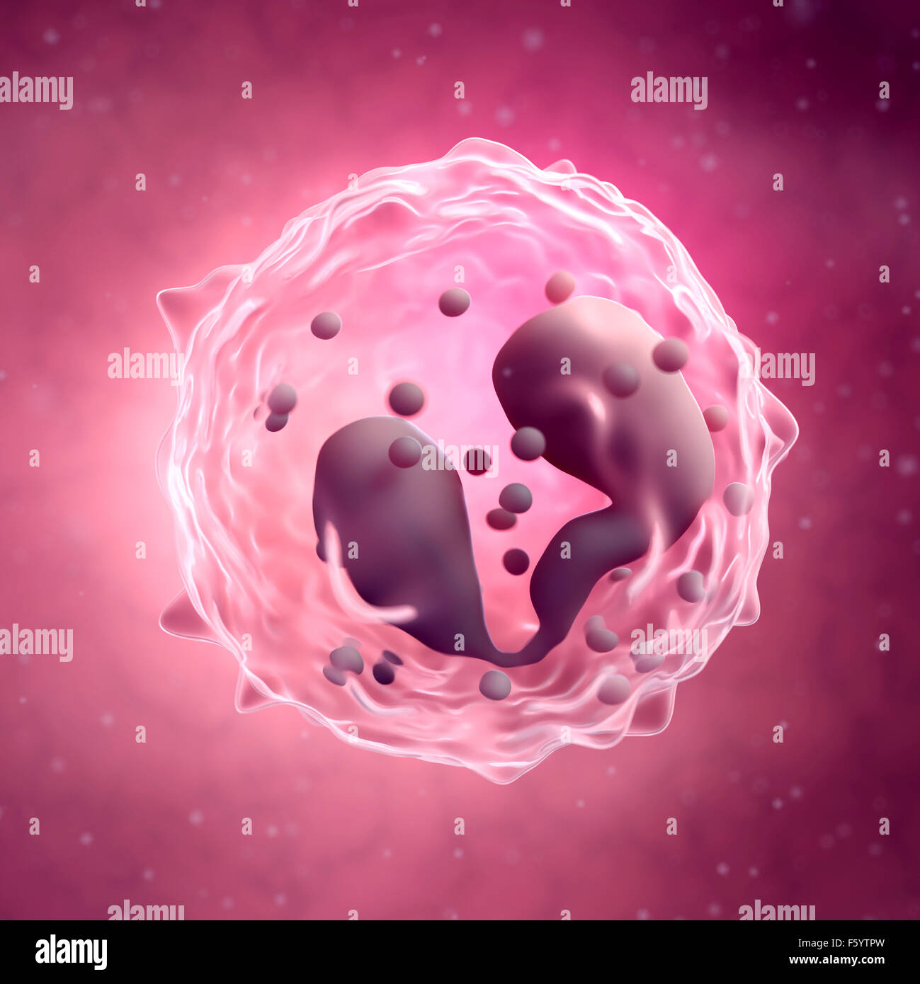 medically accurate illustration of an eosinophil Stock Photo - Alamy