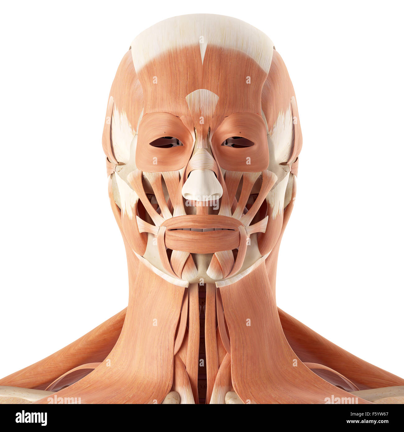 Facial muscles hi-res stock photography and images - Alamy