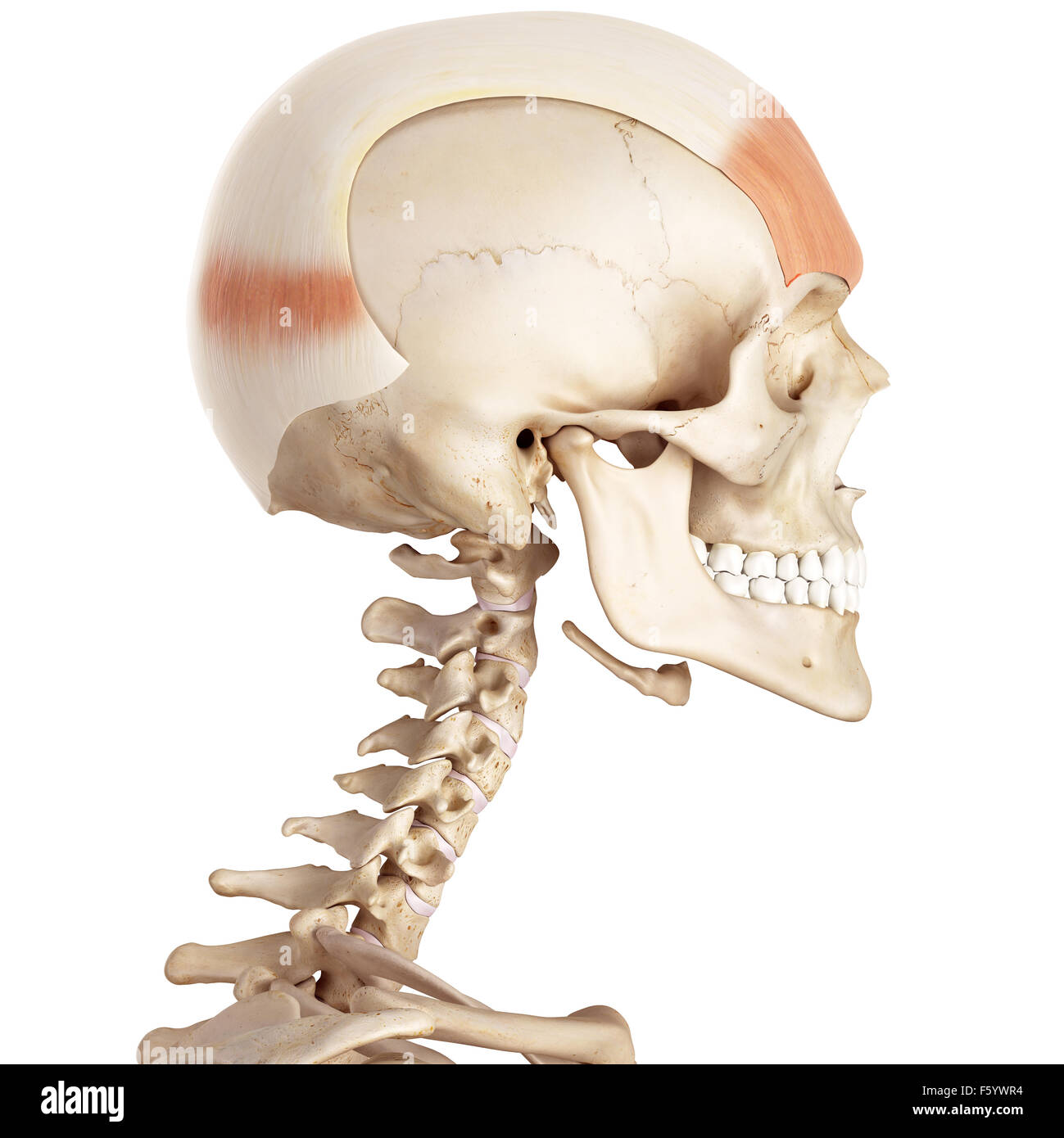 Frontalis muscle hi-res stock photography and images - Alamy