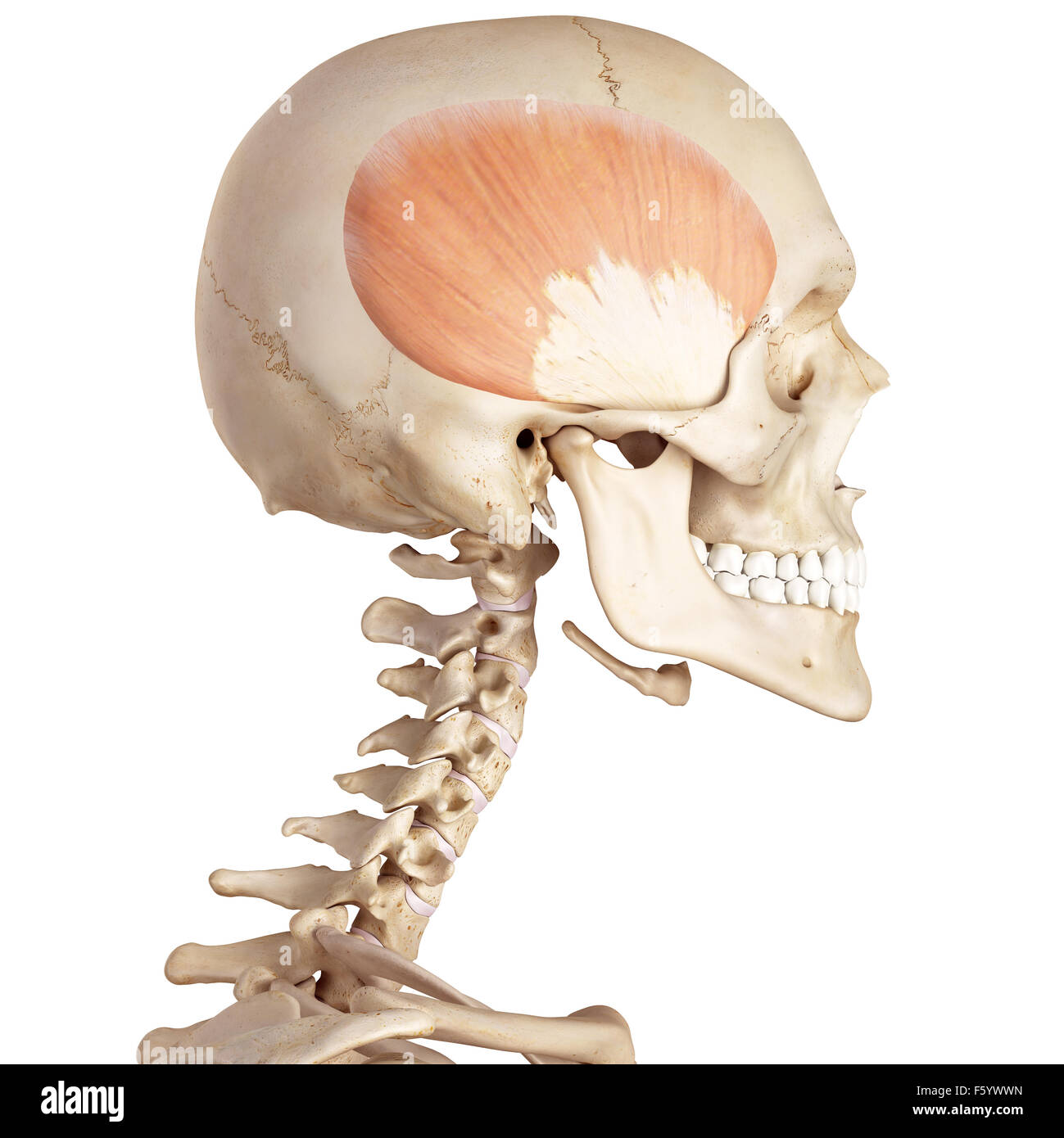 Temporalis muscle hi-res stock photography and images - Alamy
