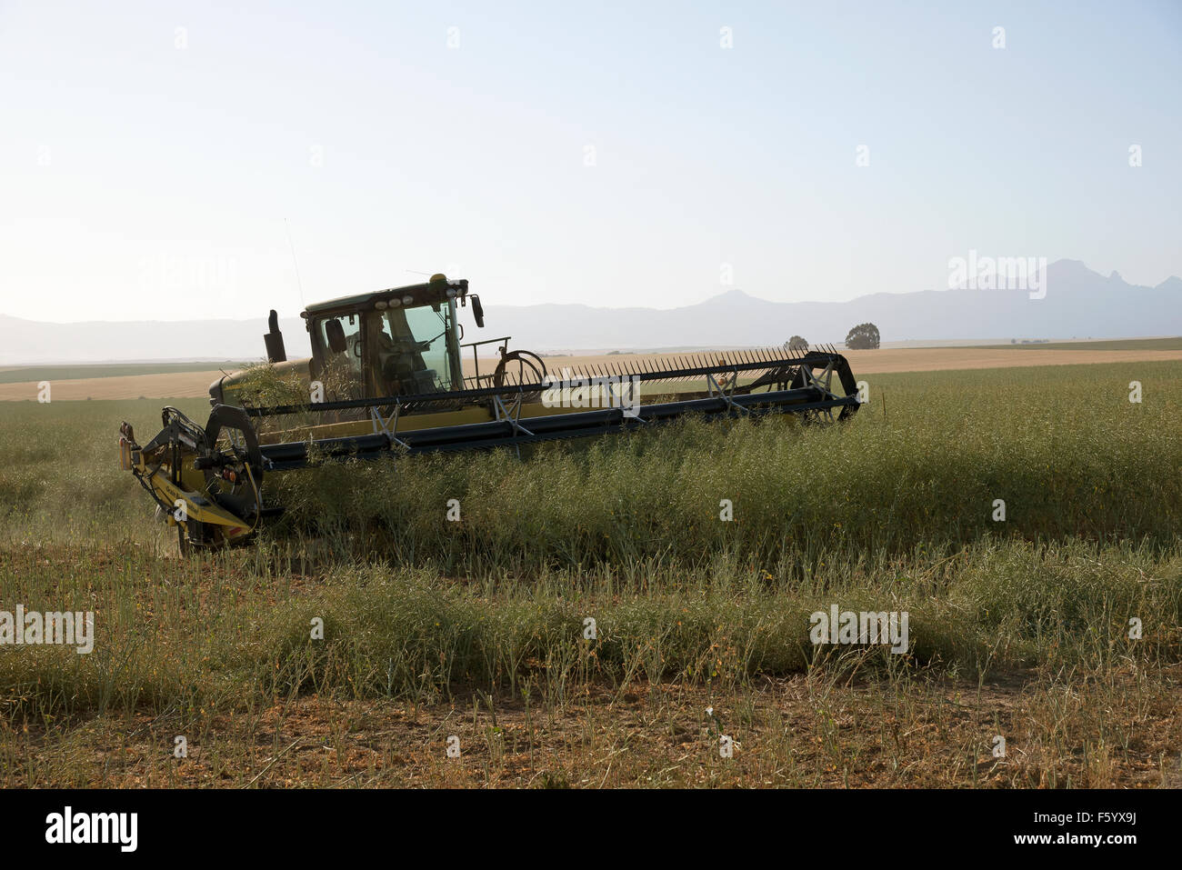 Grain belt swather with farm tractor being used to harvest Canola in ...