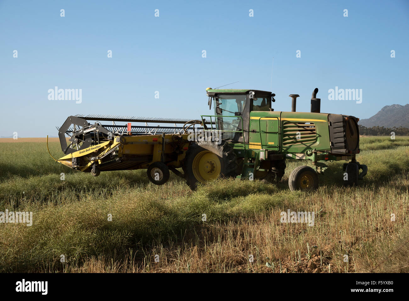 Grain belt swather with farm tractor being used to harvest Canola in ...