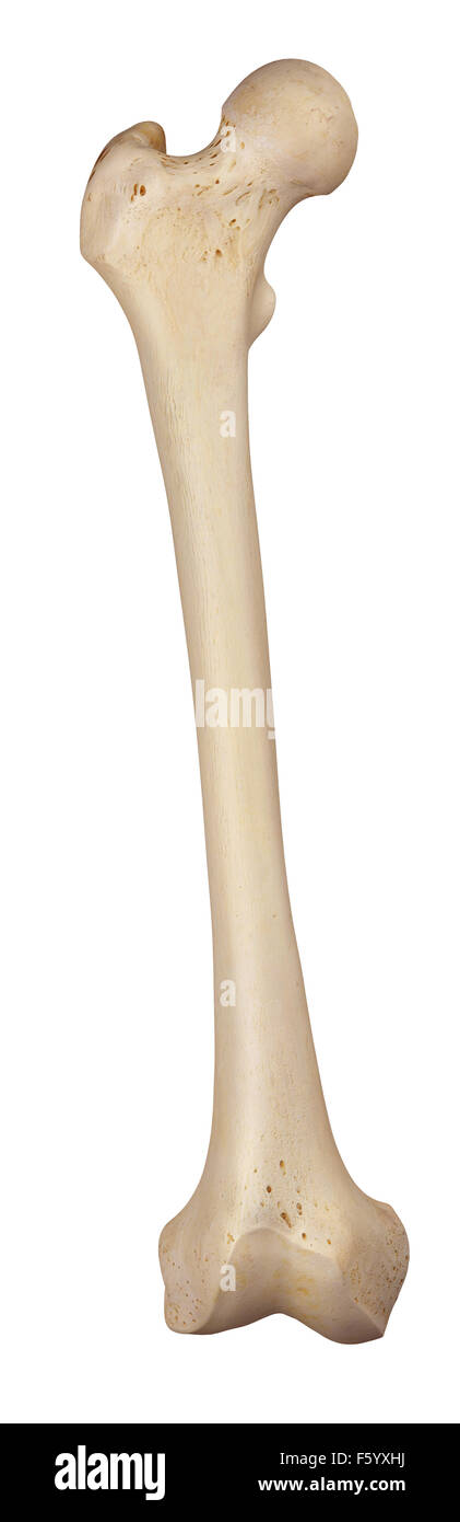 Femur bone Cut Out Stock Images & Pictures - Alamy