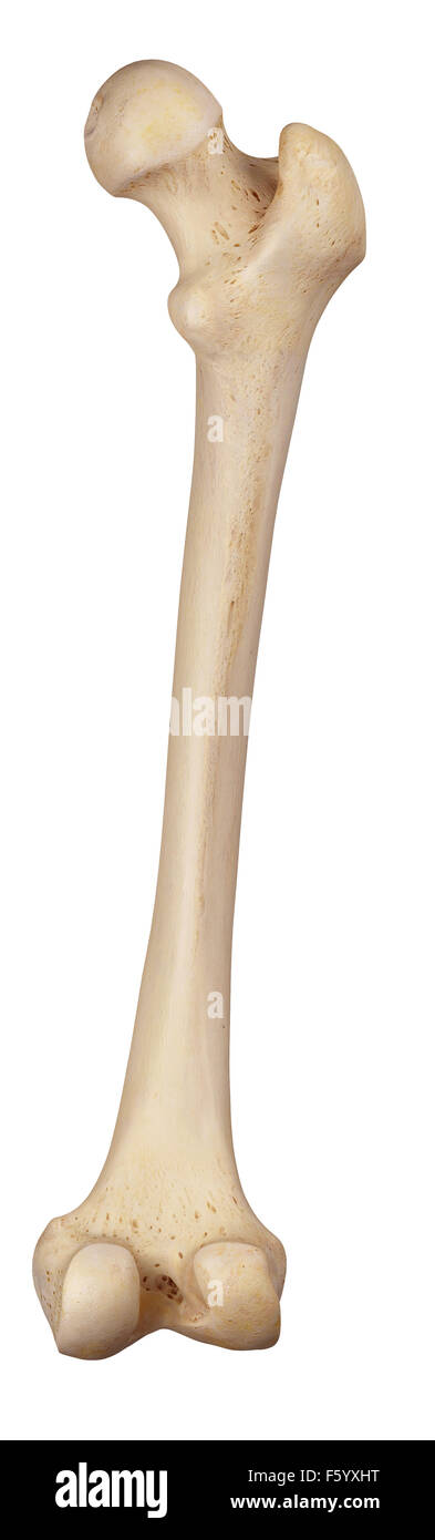 Femur hi-res stock photography and images - Alamy