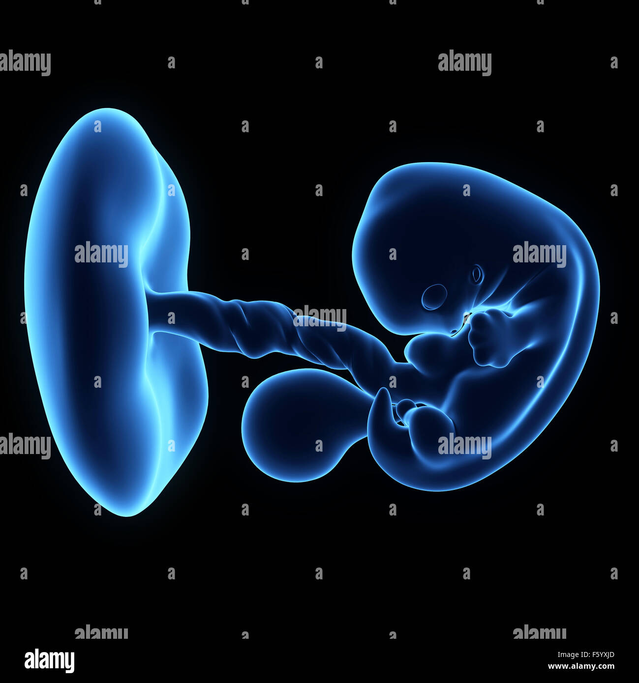 medically accurate illustration of a human fetus week 7 Stock Photo - Alamy