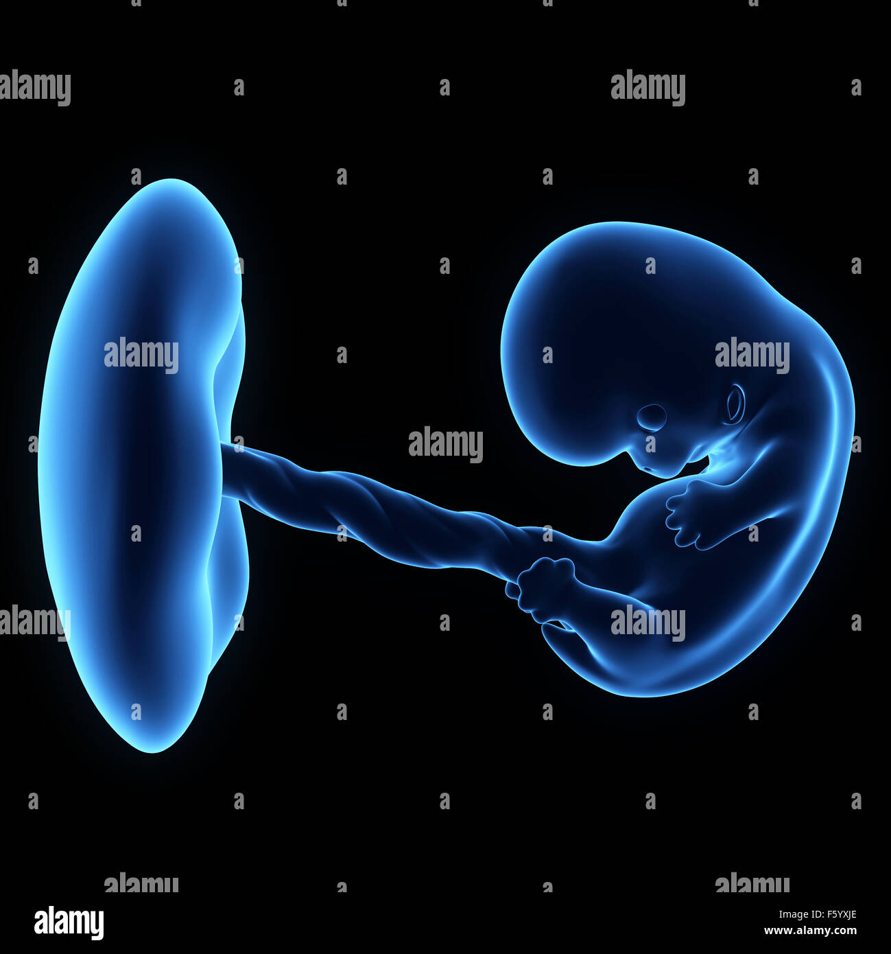 Embryo human fetus hi-res stock photography and images - Alamy