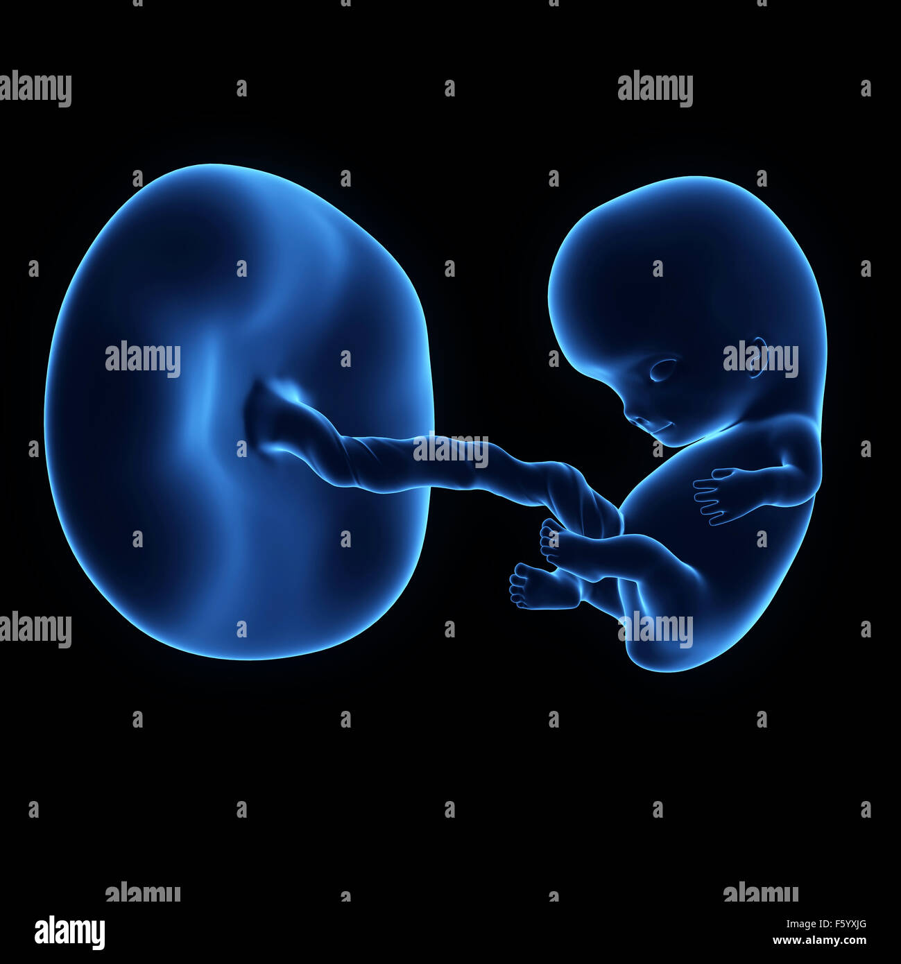 medically accurate illustration of a human fetus week 9 Stock Photo - Alamy