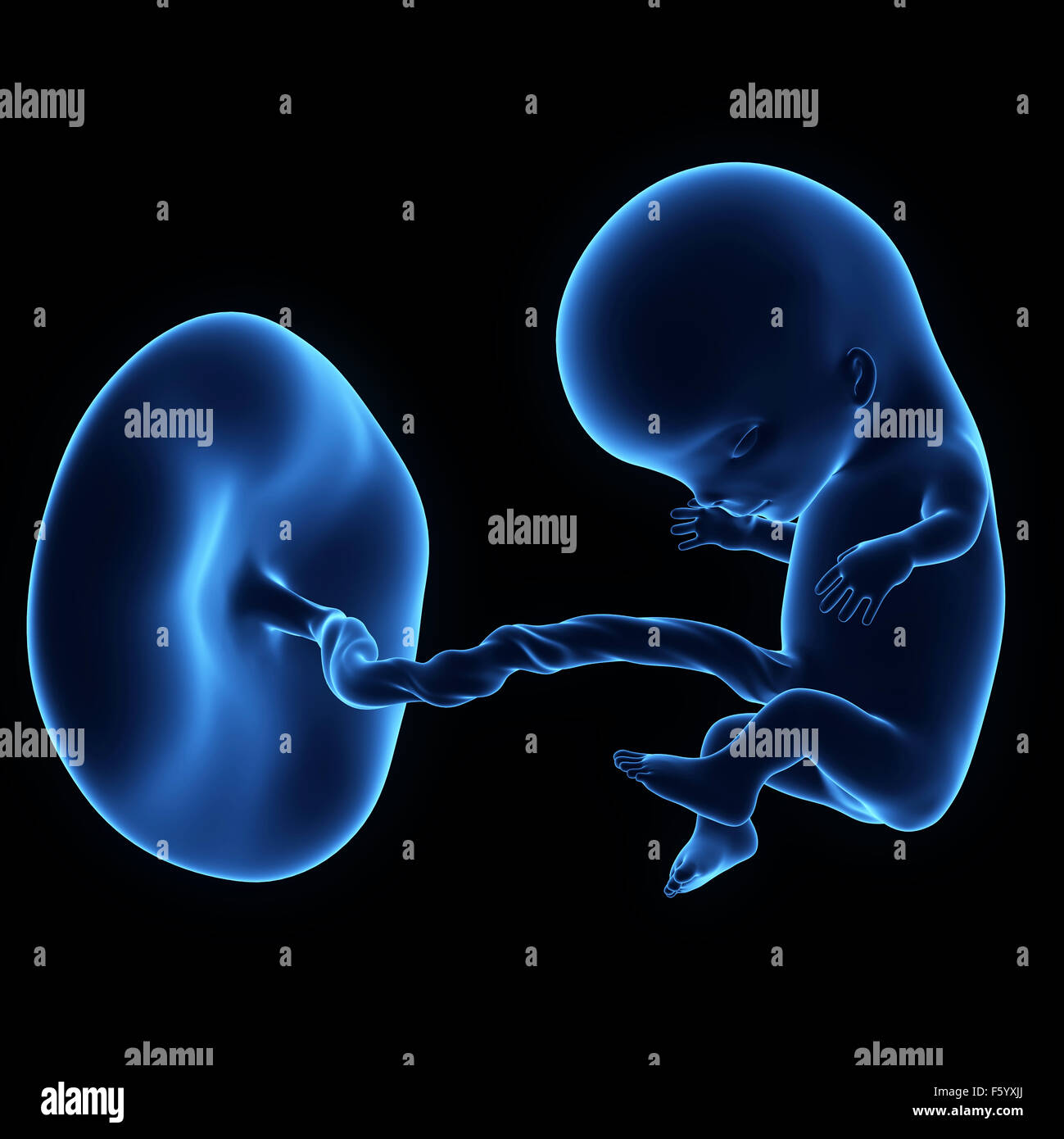 medically accurate illustration of a human fetus week 11 Stock Photo ...