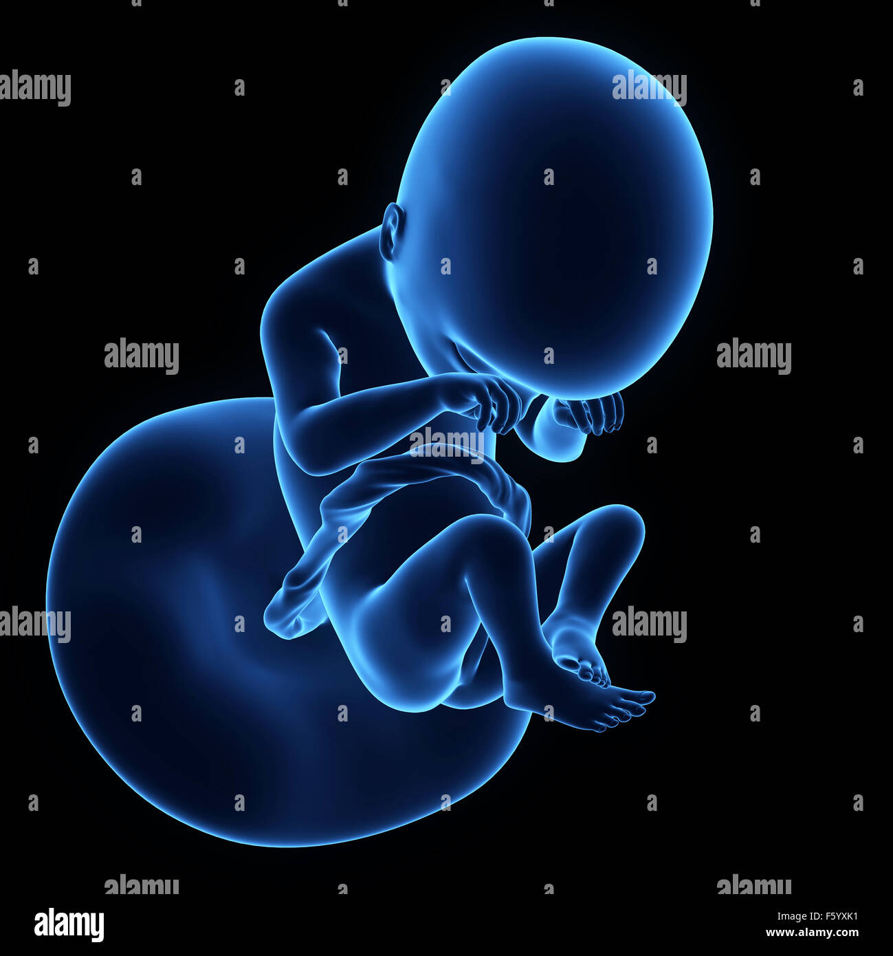 medically accurate illustration of a human fetus week 19 Stock Photo ...