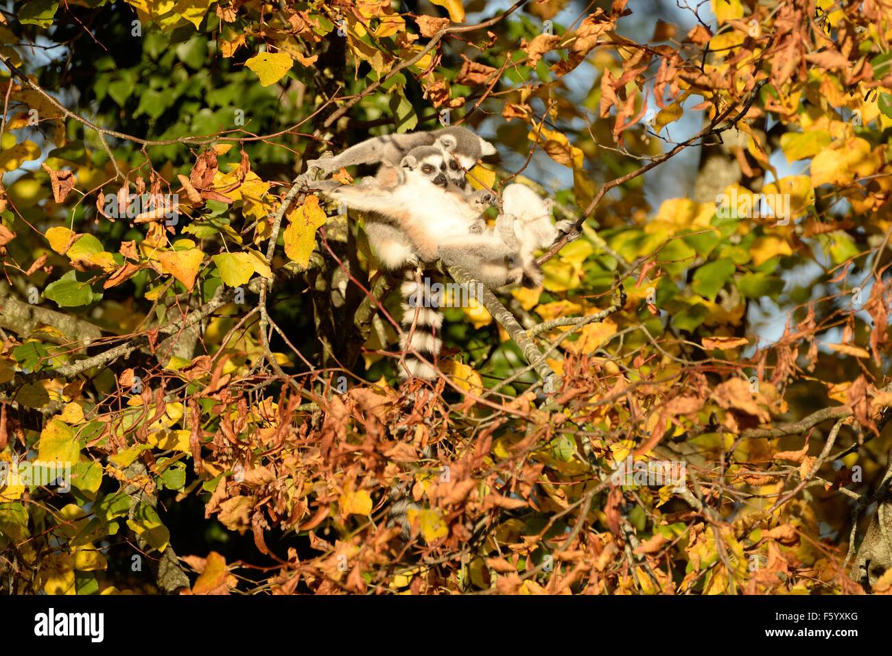 A lemur couple perched in the tree Stock Photo - Alamy