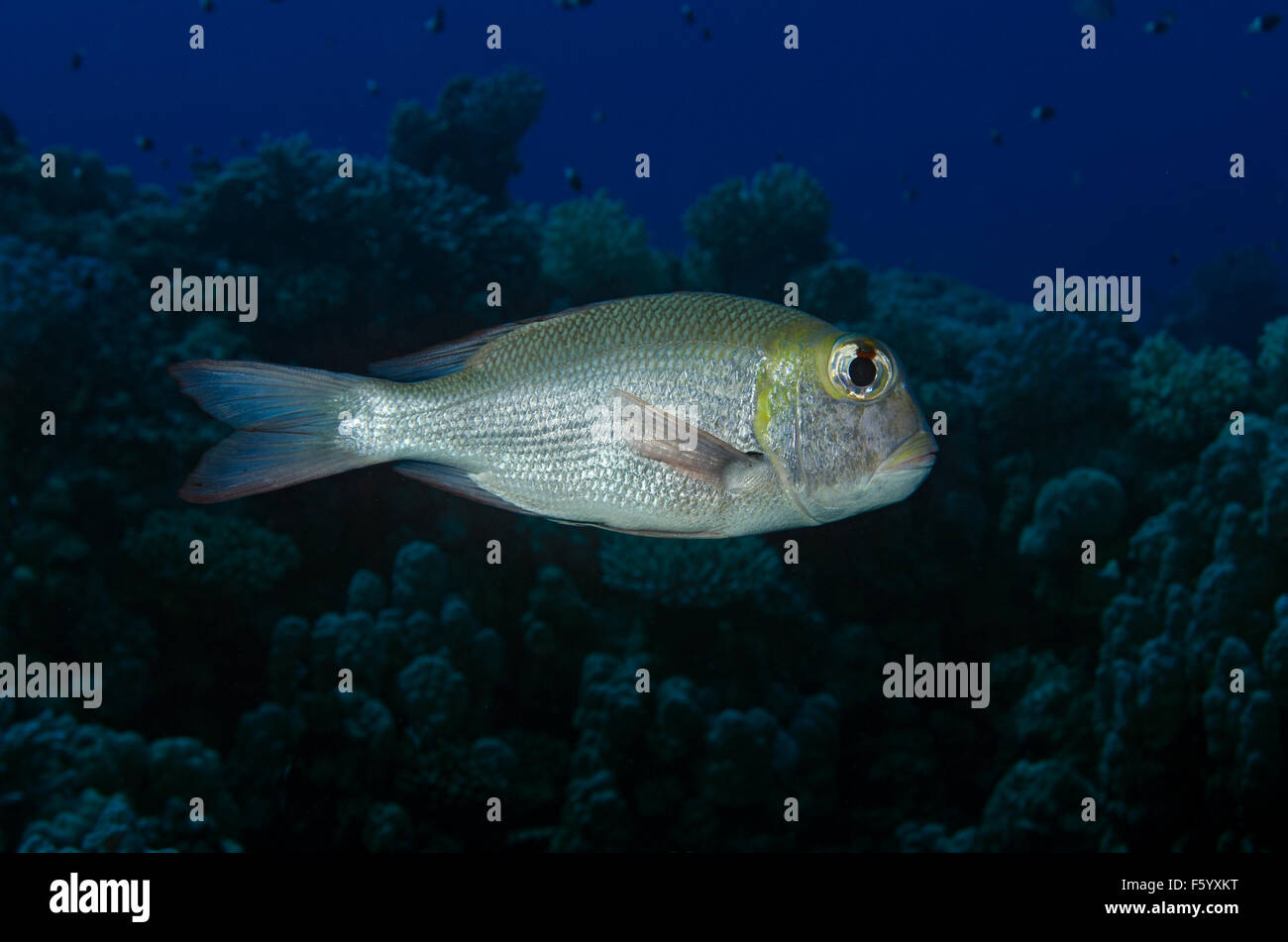 Humpnose big-eye Bream, Monotaxis grandoculis, on coral reef in Marsa ...