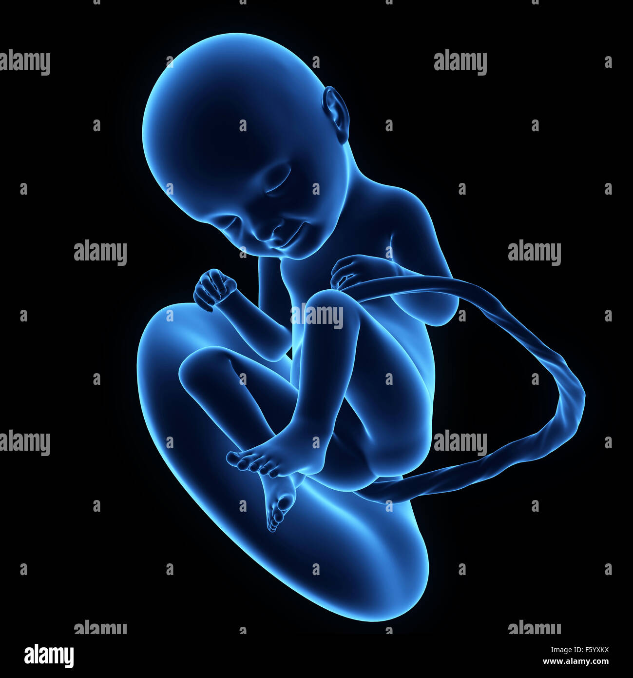 medically accurate illustration of a human fetus week 33 Stock Photo ...