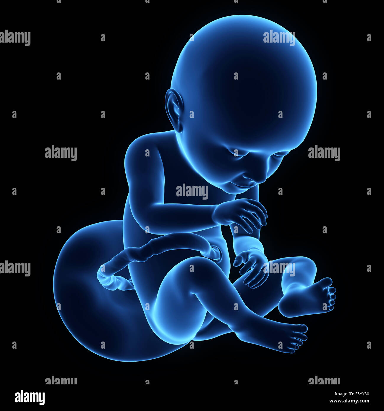 Week 37 Week Fetal Development High Resolution Stock Photography and ...