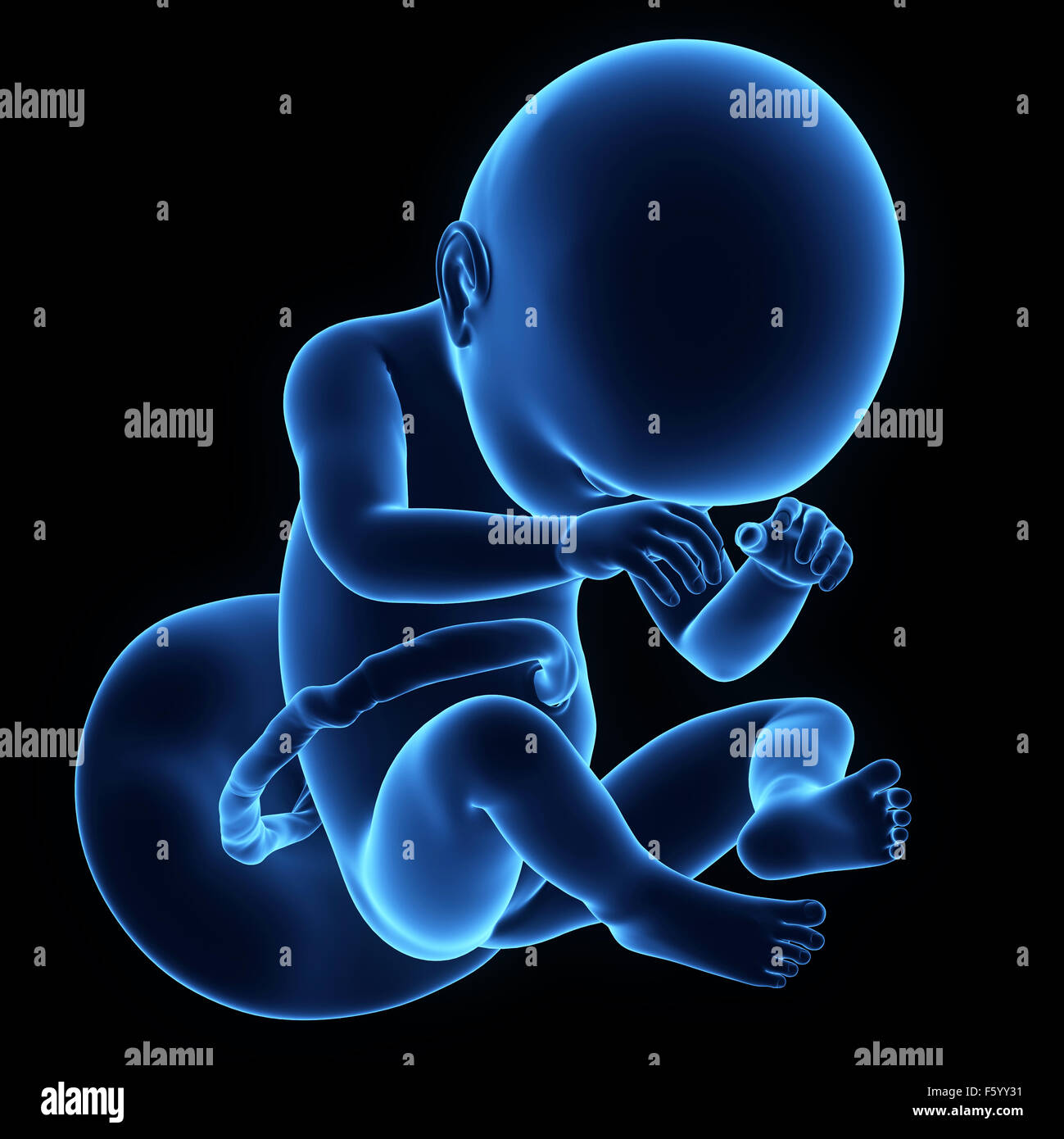 medically accurate illustration of a human fetus week 38 Stock Photo ...