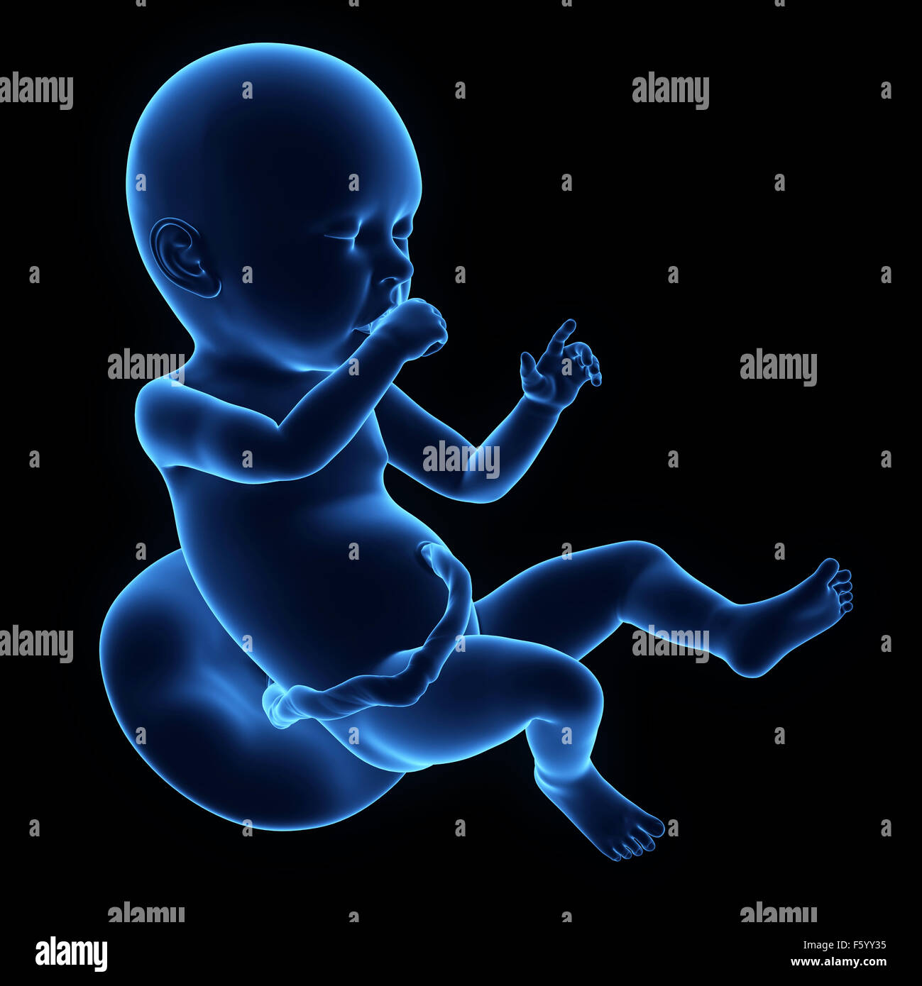 medically accurate illustration of a human fetus week 40 Stock Photo ...