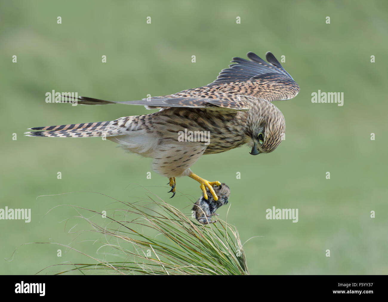Flying Kestrel With Vole High Resolution Stock Photography and Images ...