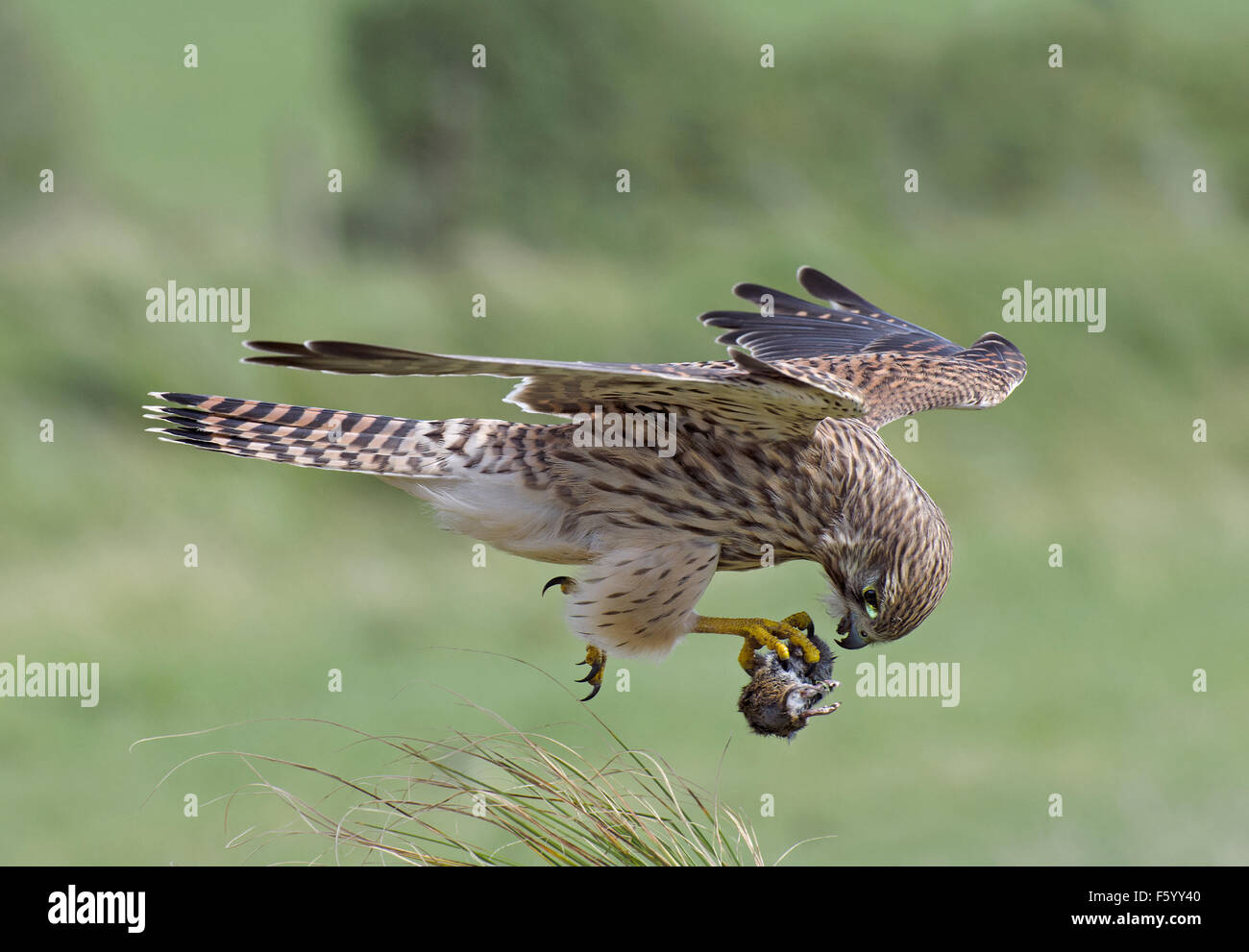 Side view of wild flying Kestrel with a vole in its claw Stock Photo ...