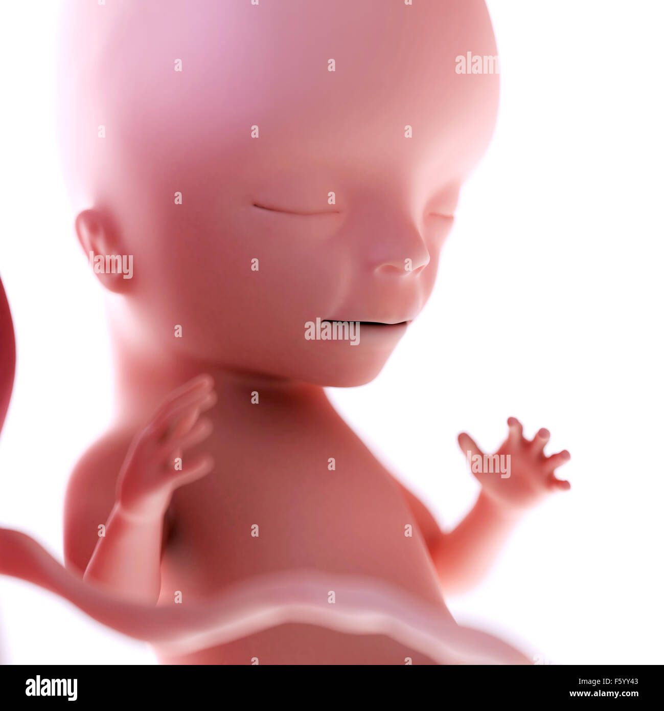Fetal development (week 15) hi-res stock photography and images - Alamy
