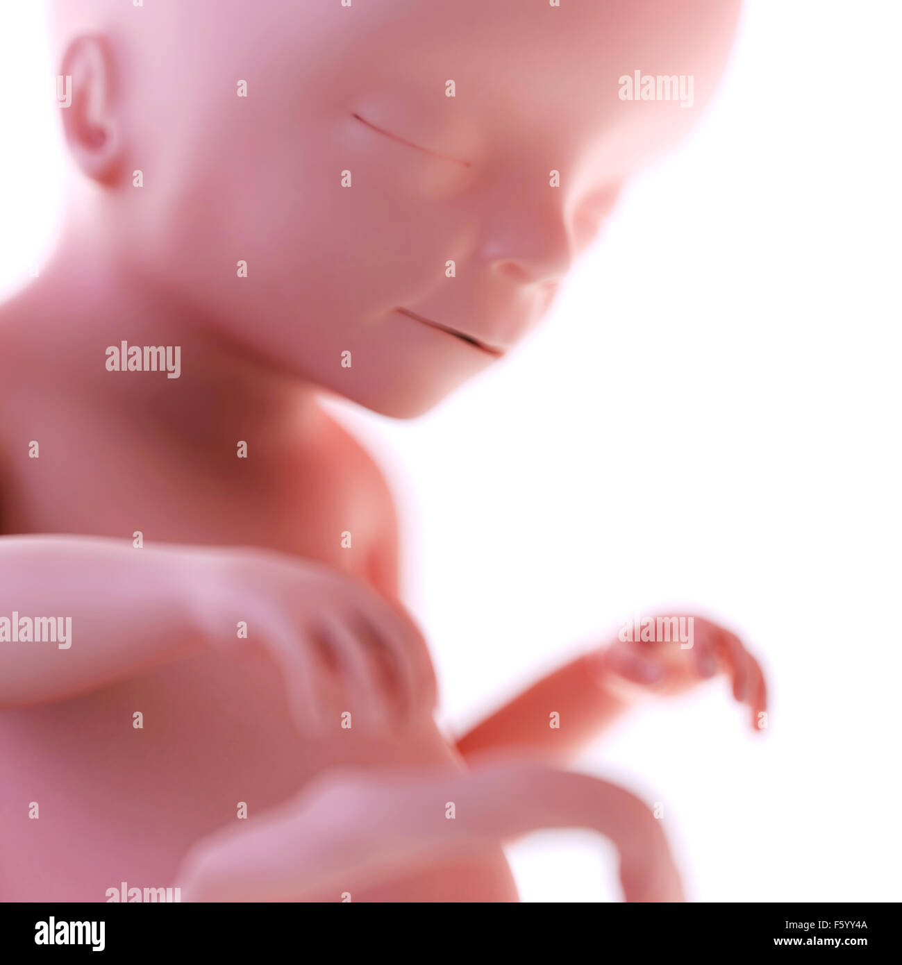 20 week fetus hi-res stock photography and images - Alamy
