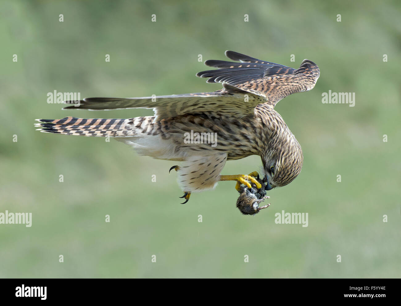 Side view of wild flying Kestrel biting into a vole held in its claw ...