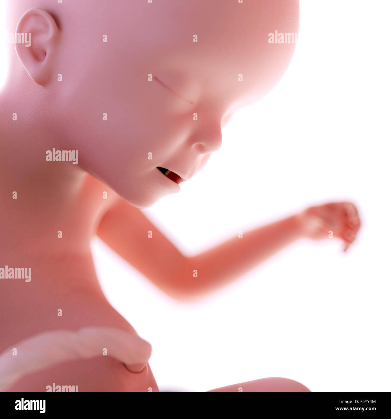 medically accurate illustration of a fetus week 23 Stock Photo - Alamy