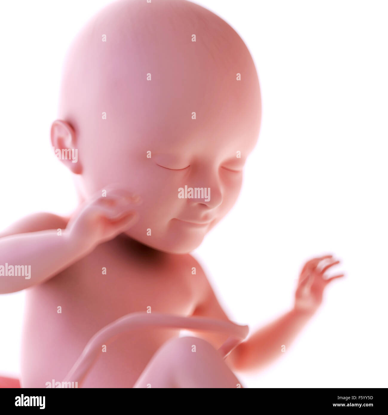 Week 34 fetal development hi-res stock photography and images - Alamy