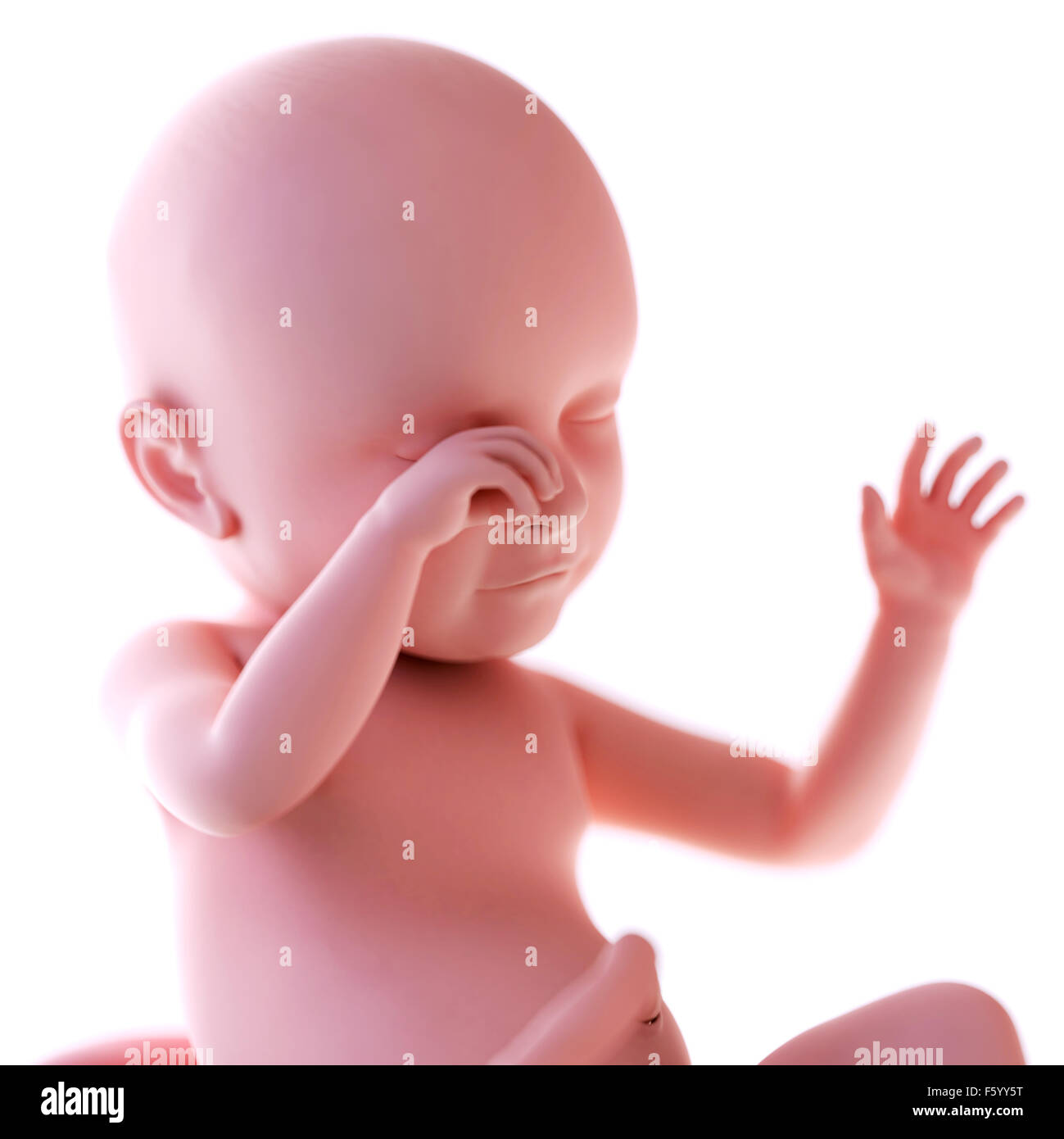 medically accurate illustration of a fetus week 39 Stock Photo - Alamy