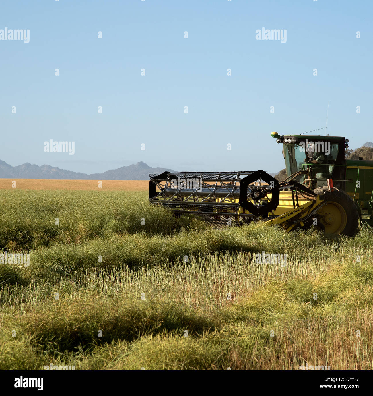 Grain belt swather with farm tractor being used to harvest Canola in ...