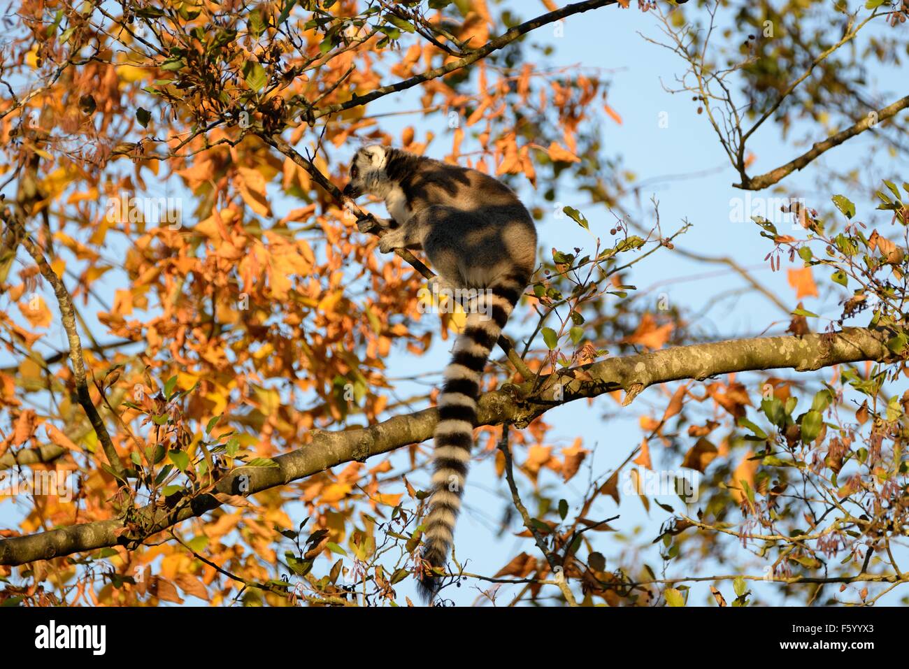 Lemur in the tree hi-res stock photography and images - Alamy