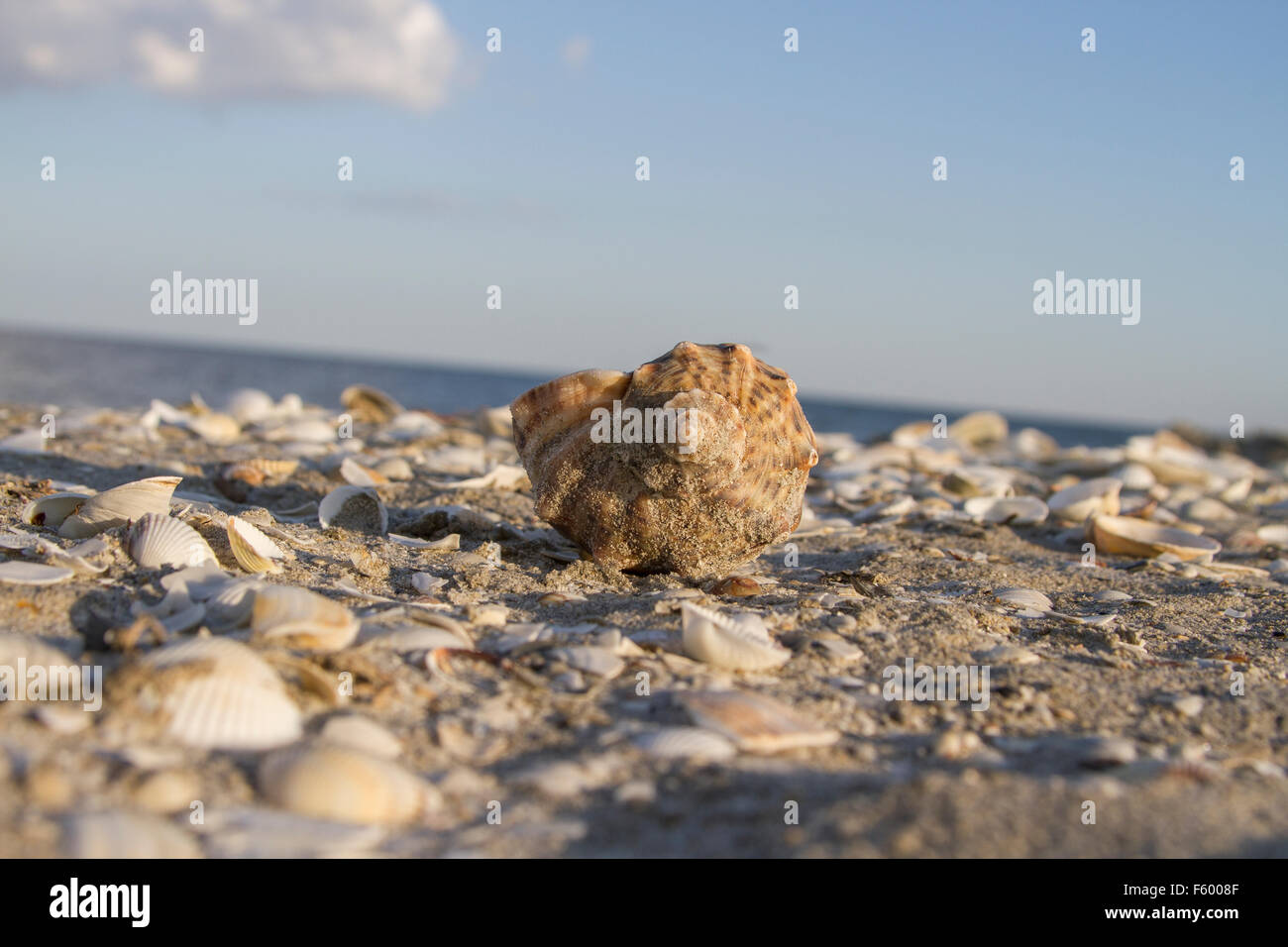 A shell on Raven Beach, Constanta, Romania, Danube Delta reservation ...