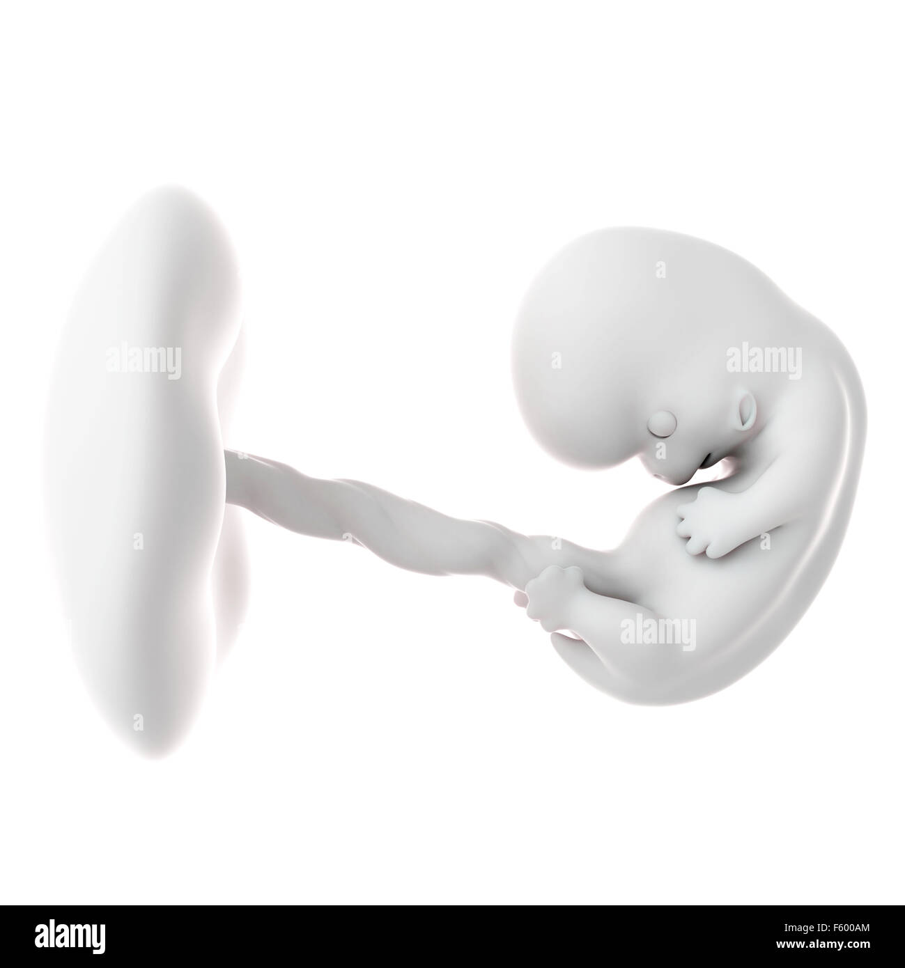 Pregnancy week 8 hi-res stock photography and images - Alamy