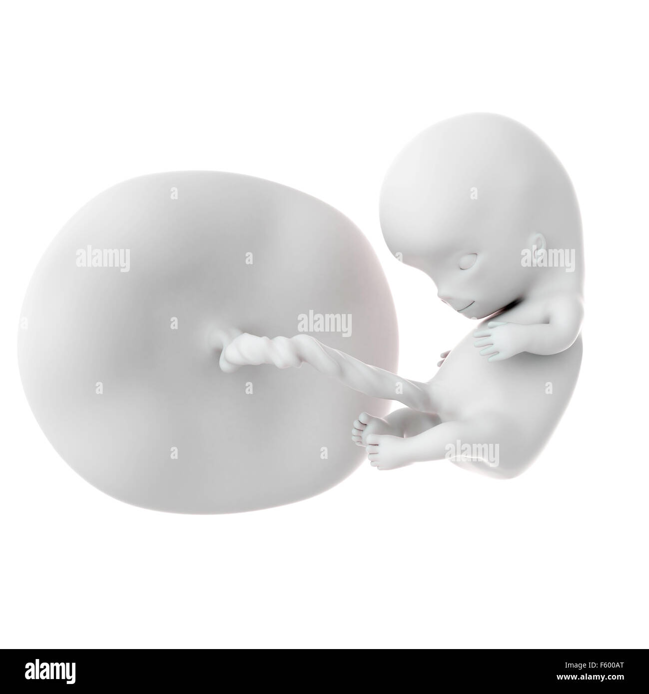 10 week embryo hi-res stock photography and images - Alamy